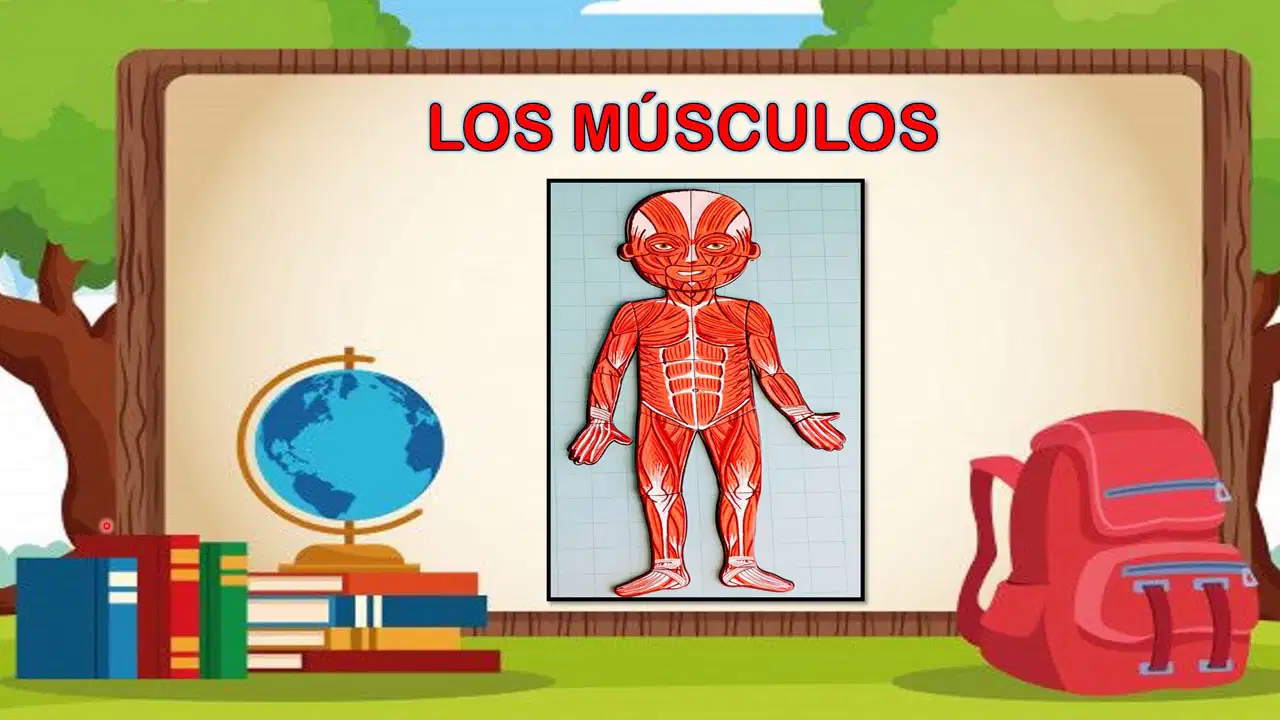 EL SISTEMA MUSCULAR 5th Grade Quiz | Quizizz