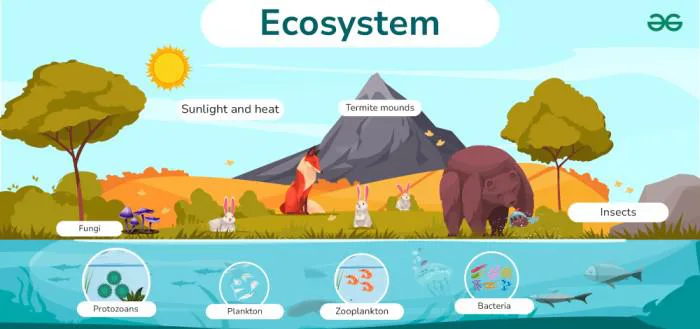 Ecosystem 5th Grade Flashcard | Quizizz