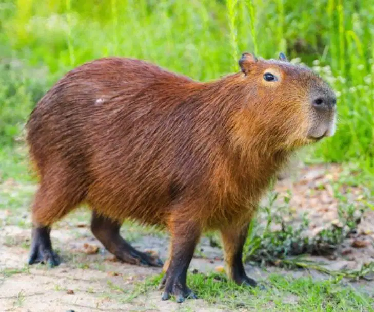 El Fascinante Mundo del Capibara 4th Grade Passage | Quizizz