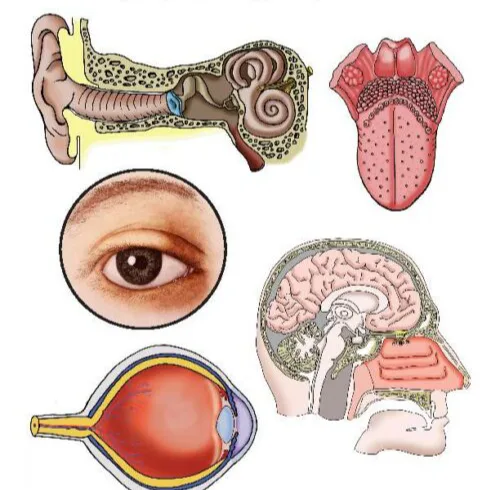 Special Senses - Anatomy and Physiology Quiz