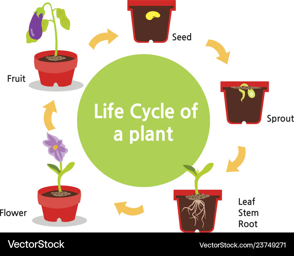 Life Cycle of a Plant 4th Grade Quiz | Quizizz