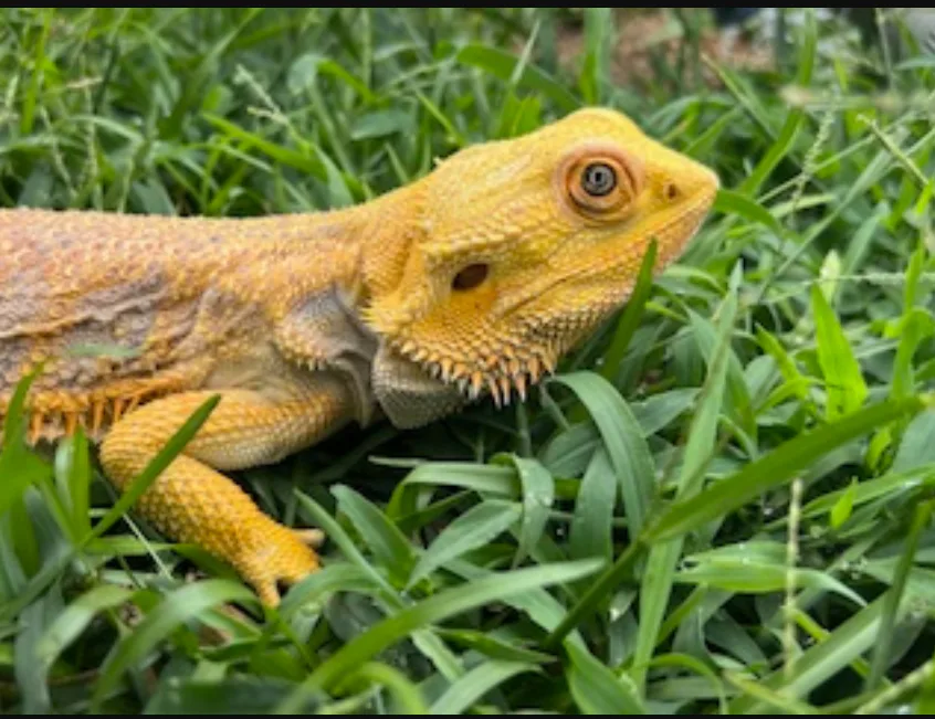 Mid Year Math Review 5th Grade Quiz