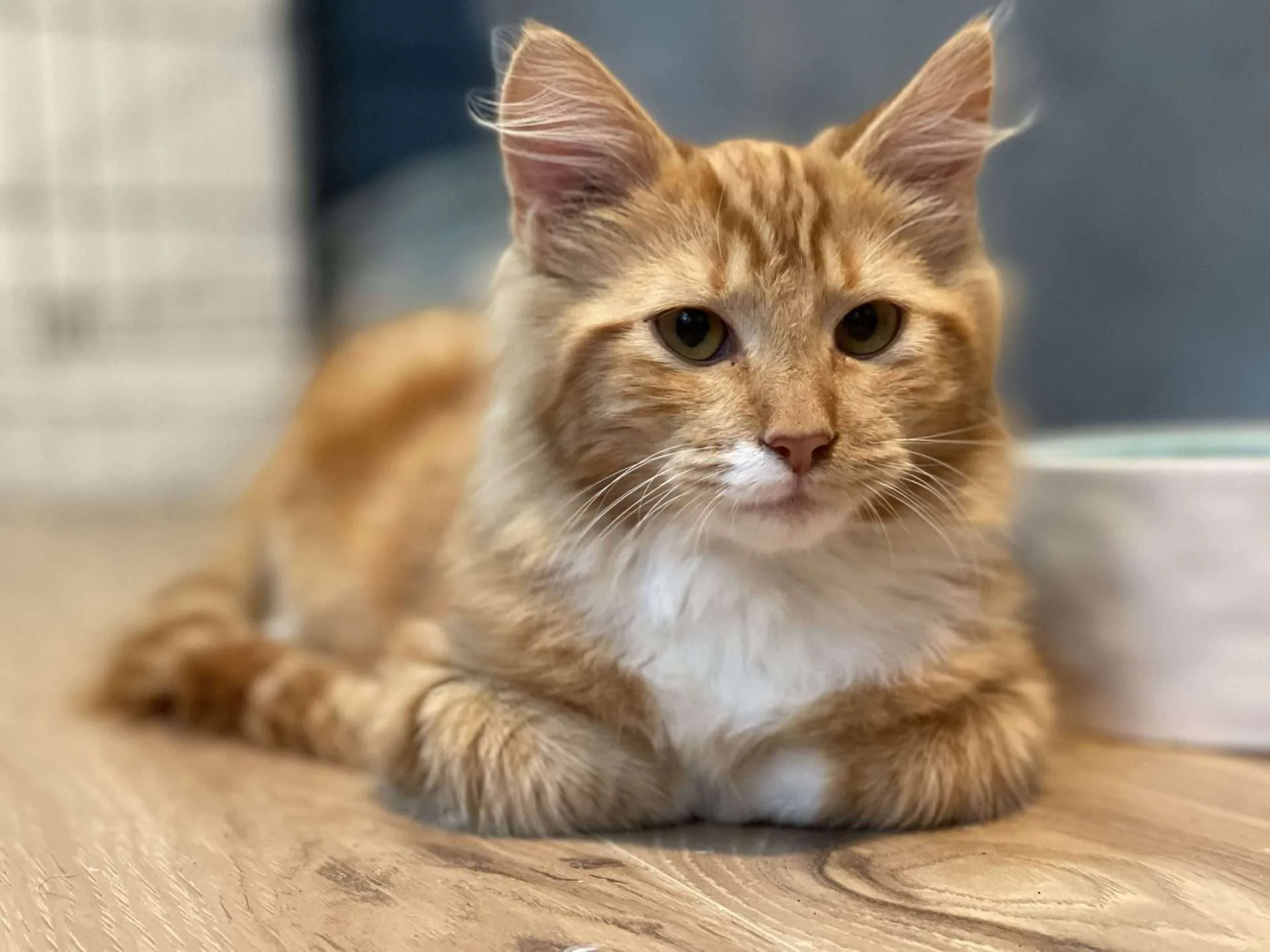 All About Cats 4th Grade Flashcard | Quizizz