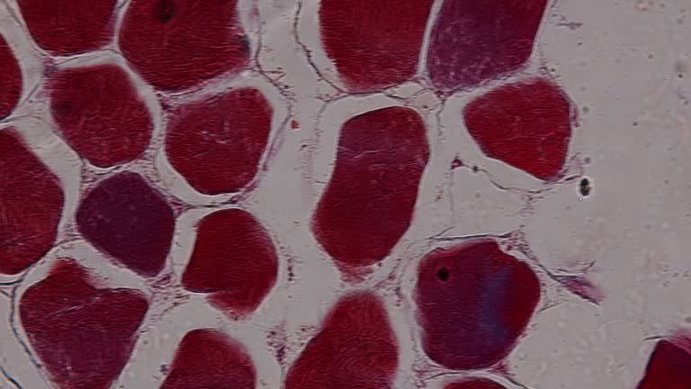Diffusion through a Membrane State Lab 9th Grade Flashcard | Wayground ...