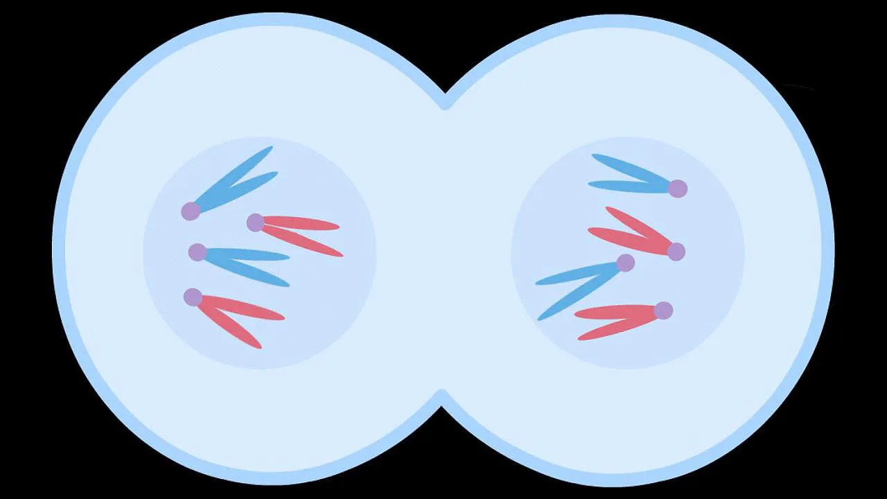 Cell Division Quiz - Biology 6th - 8th Grade Passage | Quizizz