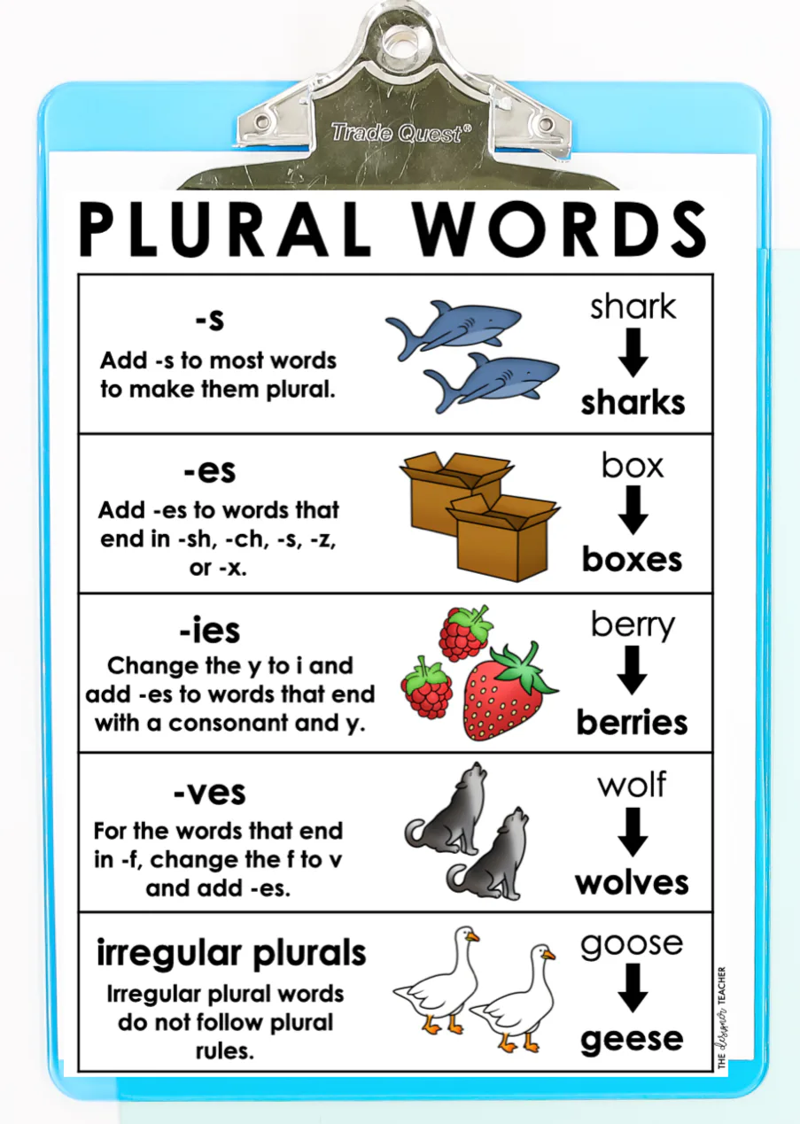 Plural Nouns: Quiz - Regular & Irregular Quiz