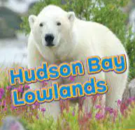 The Hudson Bay Lowlands Quiz