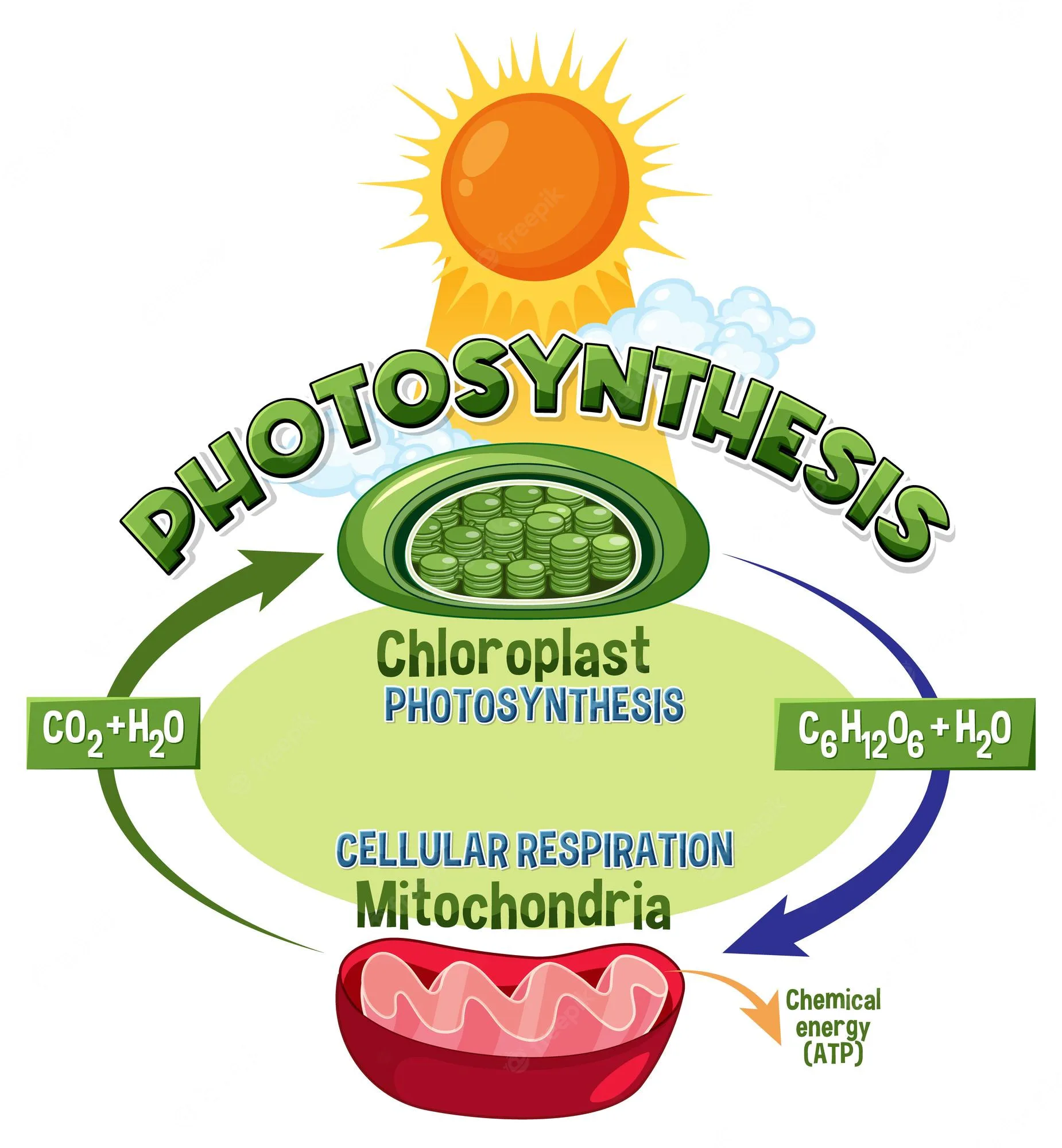 Photosynthesis vs. Cellular Respiration (Doodle Notes Quiz) Quiz