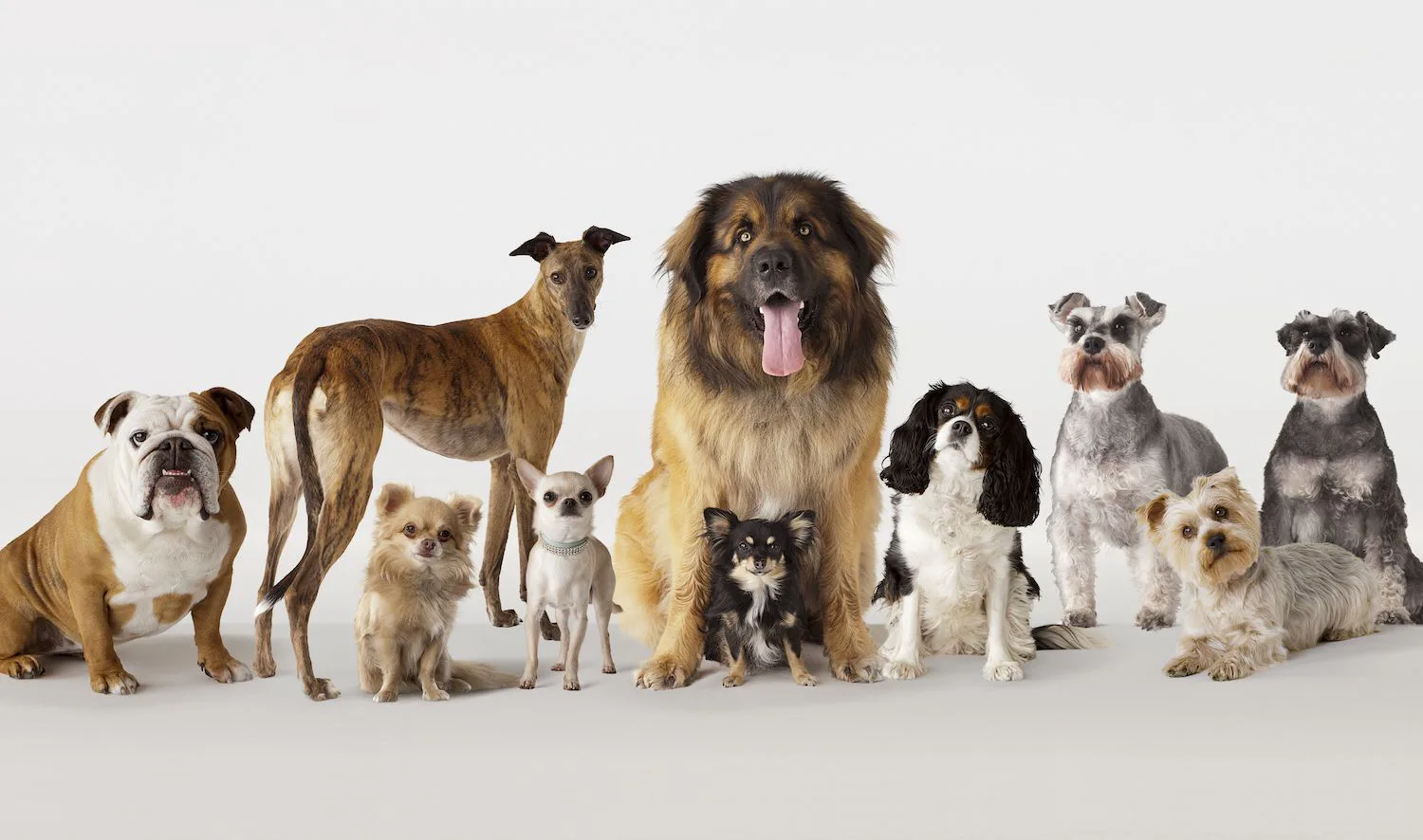 Guess the dog breeds! Quiz
