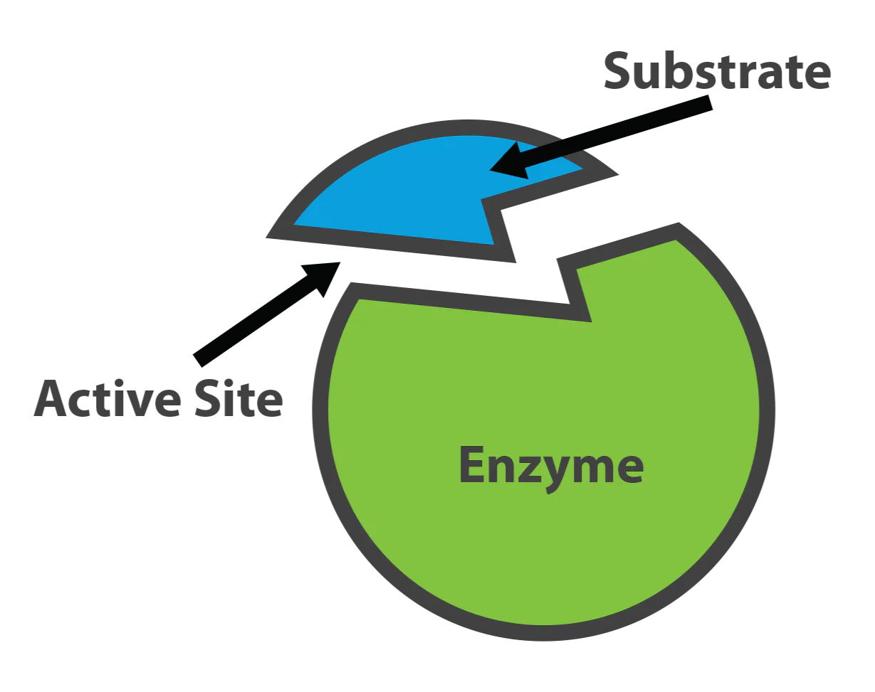 Enzymes Quiz
