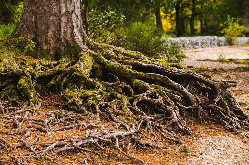 Greek Roots Quiz Quiz