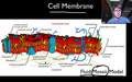 Cell Membranes 11th Grade - University Video | Wayground