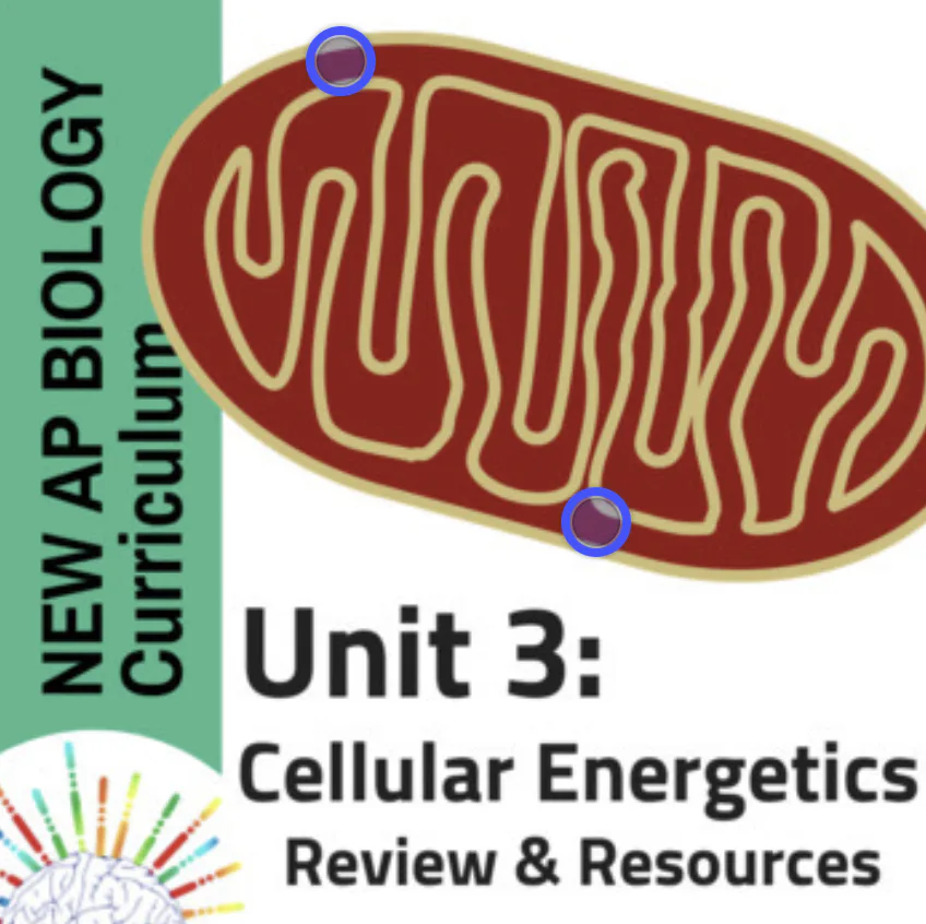AP Biology Unit 3: Cellular Energetics 9th - 12th Grade Flashcard | Quizizz