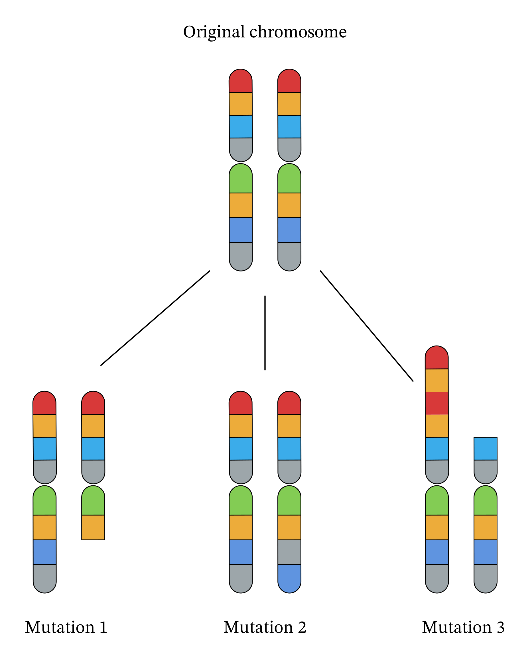 Chromosomal Mutations Review 10th Grade Flashcard | Quizizz