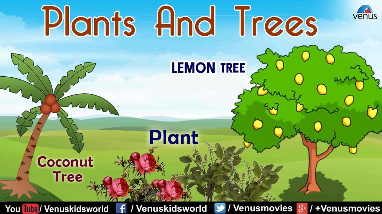 Classification of Plants 5th Grade Quiz | Quizizz