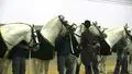 CLEAN : Viennas historic Spanish riders trot 9th - 10th Grade Video ...