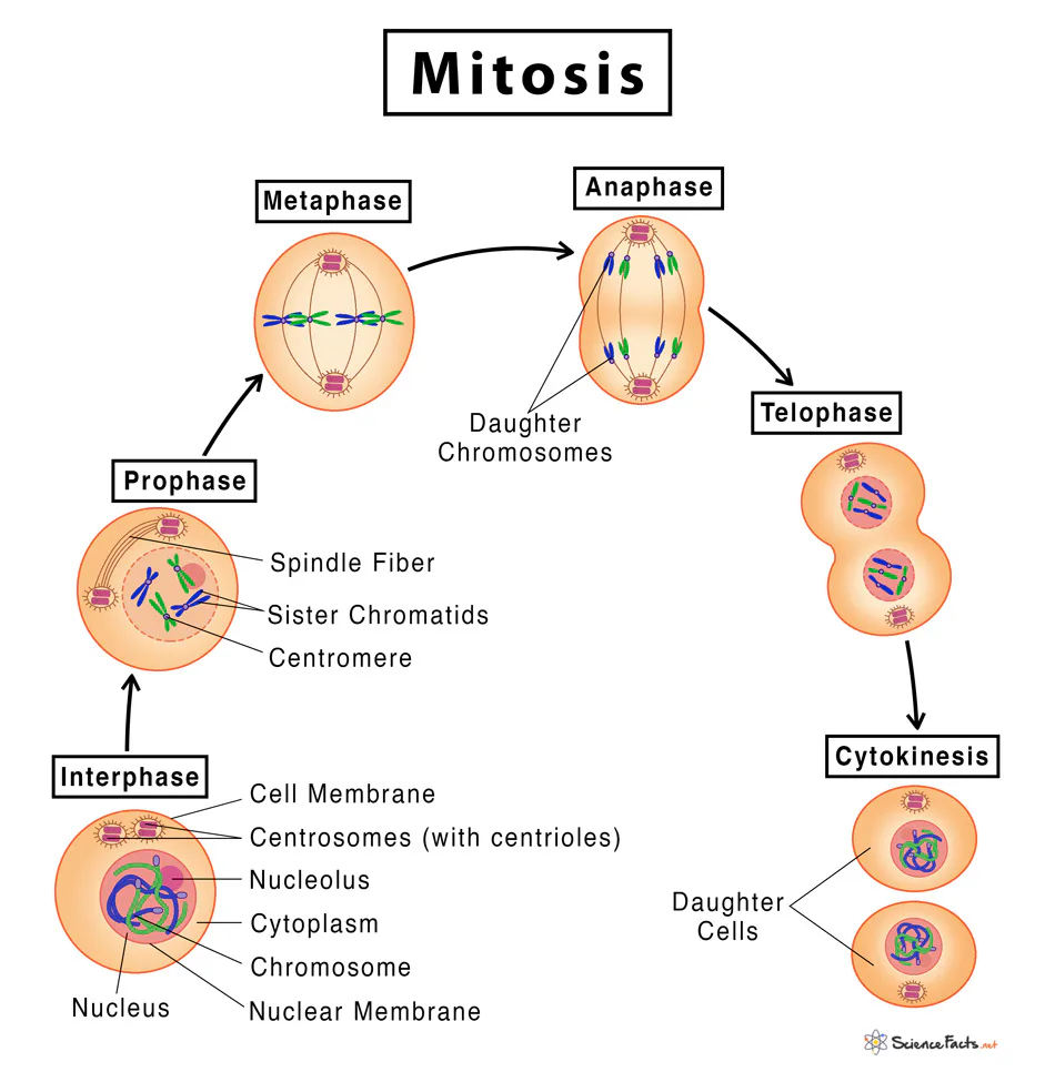 Cell Cycle: Mitosis 9th Grade Passage | Quizizz