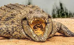 Nile crocodile 4th Grade Quiz | Quizizz