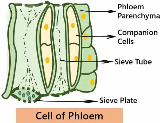 Lecture 3: Plant Anatomy_ Phloem Tissue Quiz
