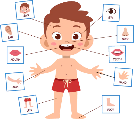 2-7 BODY PARTS 2nd Grade Quiz | Quizizz