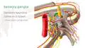 Ganglia of the nervous system Interactive Video