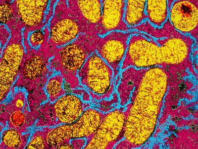 Metabolism Pre-Assessment 6th Grade Flashcard | Wayground