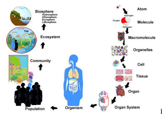 Hierarchical Organization Quiz