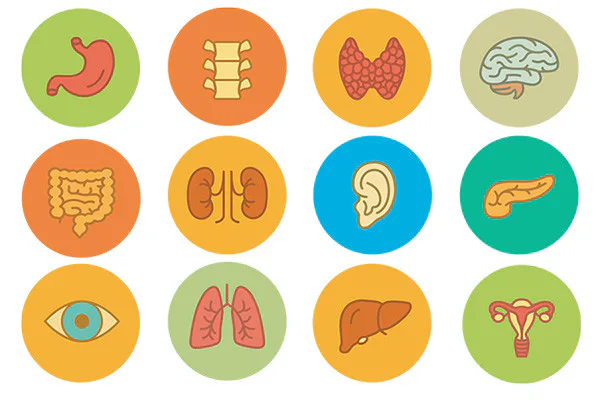 CL The Body Organs- Reading Comprehension 7th Grade Passage | Quizizz