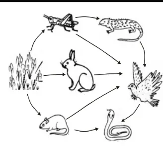 Flow of Energy in a Food Web 7th Grade Quiz | Quizizz