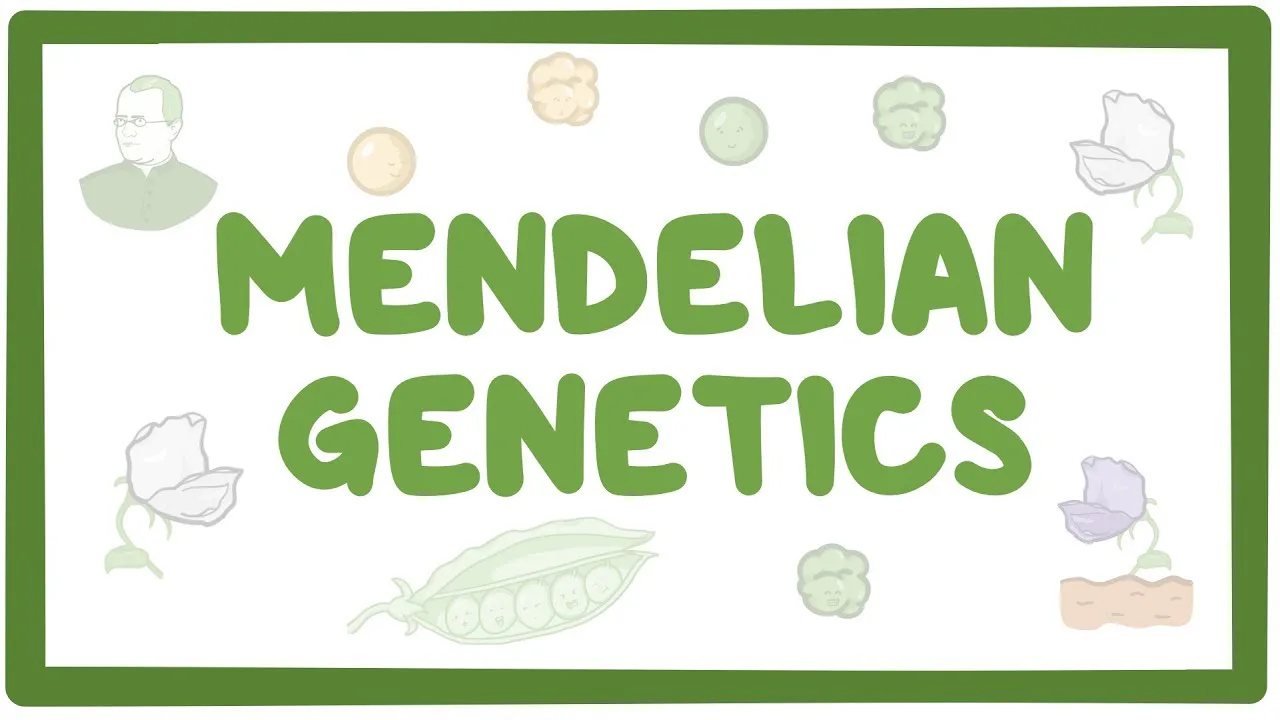 Mendelian Genetics University Flashcard | Quizizz