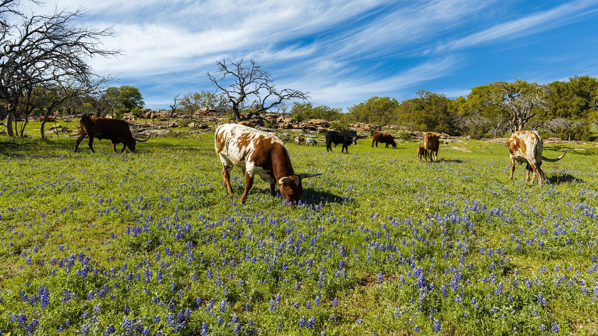 Texas Regions and Natives Study Guide Quiz