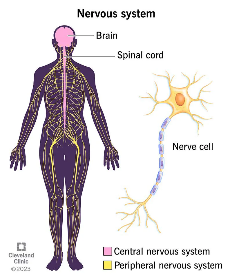 Nervous System Exit Ticket 12th Grade Quiz | Quizizz