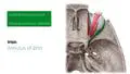 Lateral rectus muscle University - Vocational training Video | Wayground