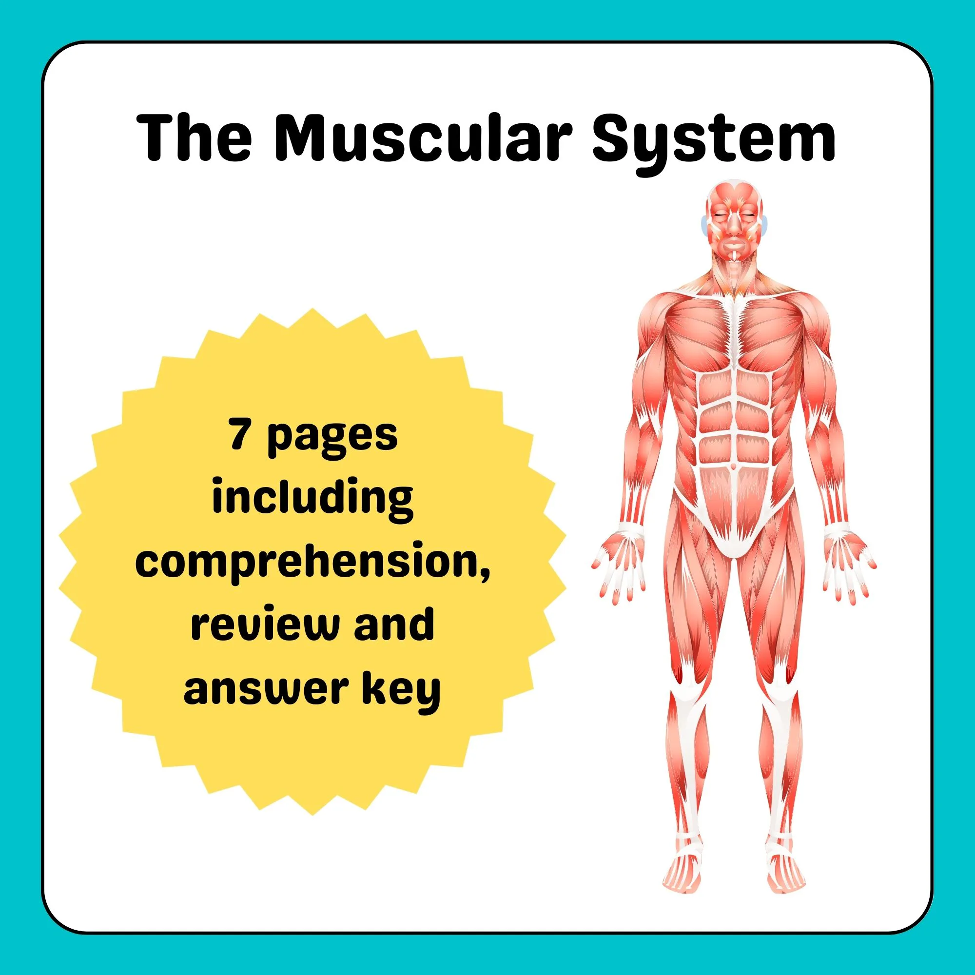 Muscular System Review Quiz