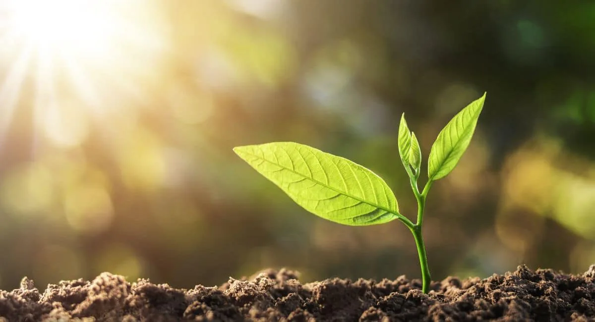 Plants Tropisms and Photosynthesis 9th Grade Quiz | Quizizz