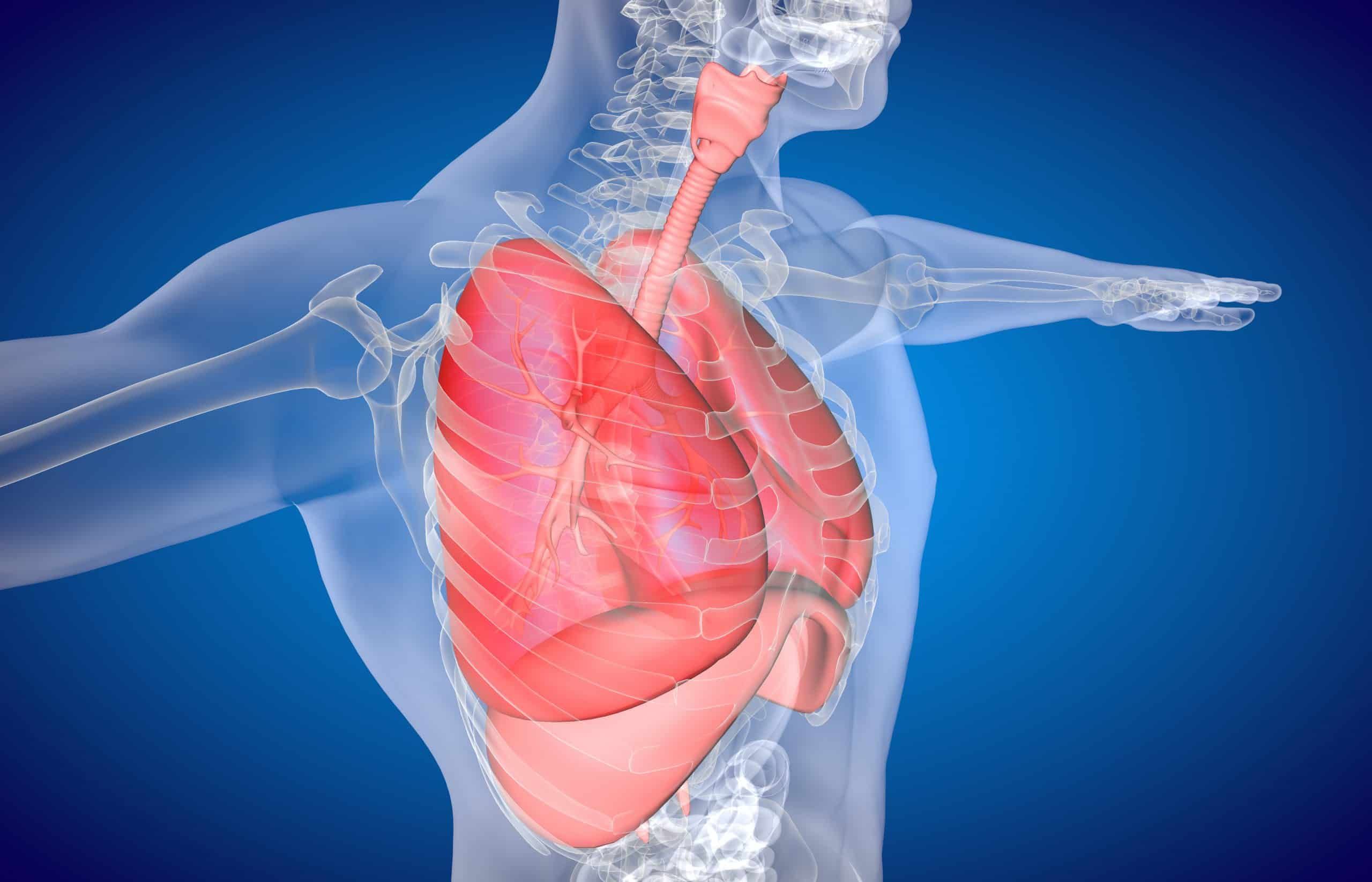Respiratory system Quiz