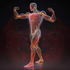 Muscular System Quiz Quiz