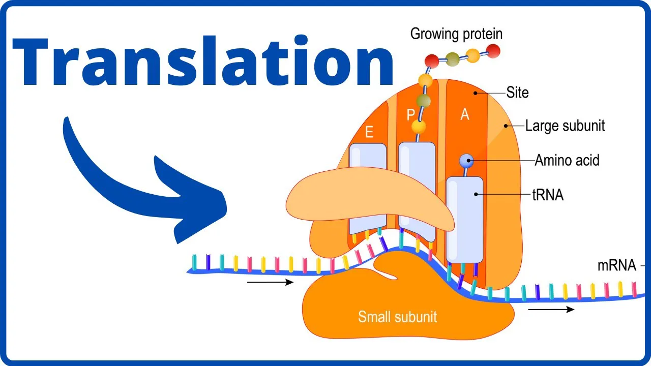 RNA, Transcription, & Translation Flashcard Flashcards