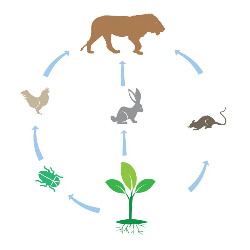 Mystery Science Unit 1 Web of Life Flashcard