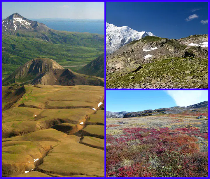 Tundra Characteristics Quiz 12th Grade Quiz | Quizizz