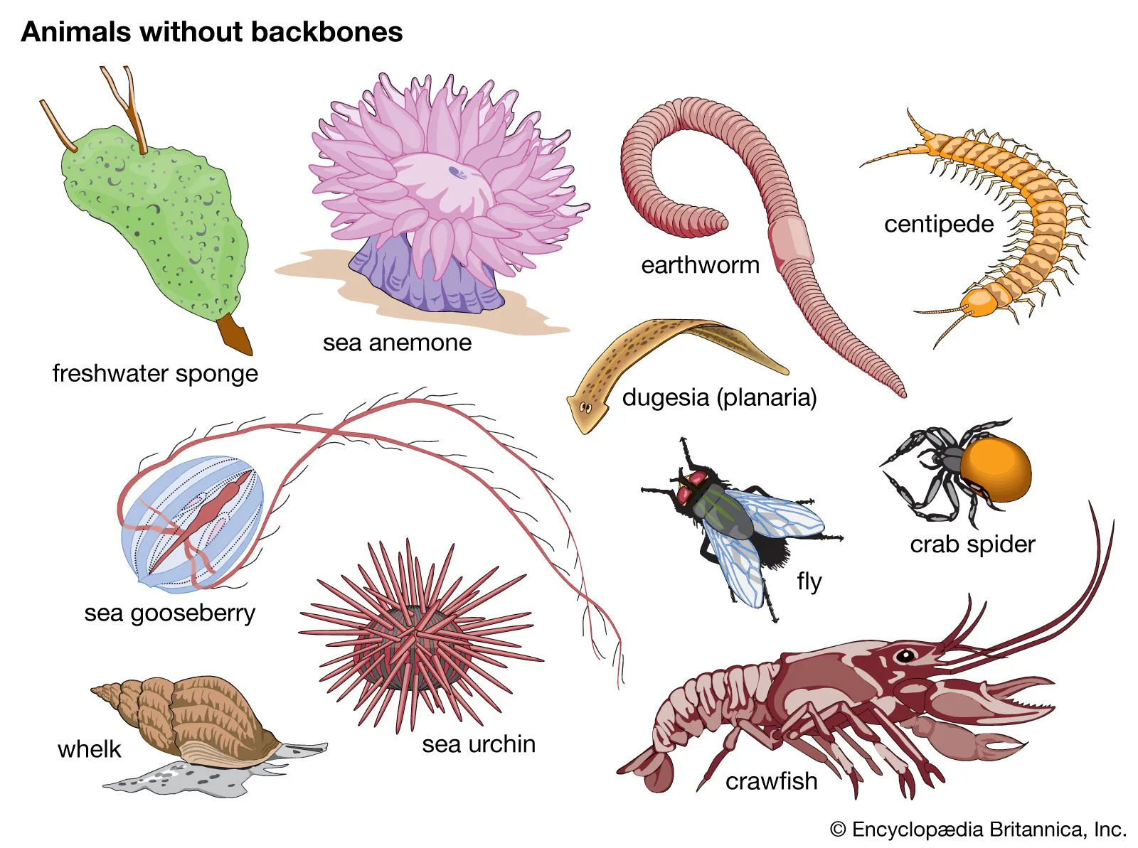 Science Quiz - Invertebrates Quiz