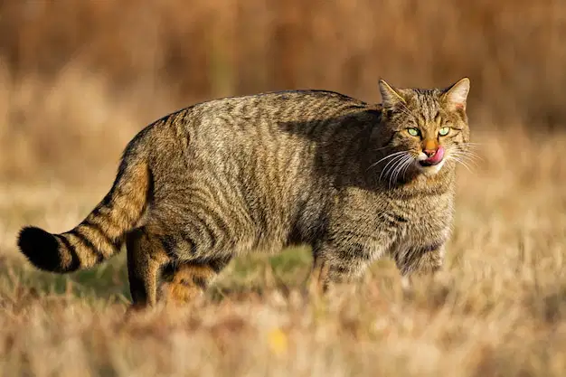 Chapter 5+6 (Wild cats) 4th Grade Quiz | Quizizz