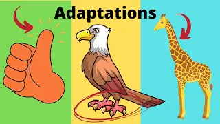 Life Science Chapter 3: Adaptations Flashcards