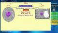 Cell Organelles and Functions - Nucleus & Endoplasmic Reticulum 10th ...