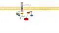 AKT Signaling Pathway: Regulation by the Insulin Signaling Cascade ...