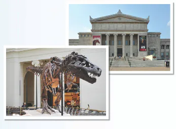 Dinosaur Named SUE ~A Journal about My Summer Dig 2nd Grade Quiz ...