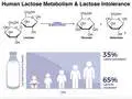 Lactase & the Mechanism of Lactose Intolerance Interactive Video