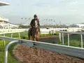 Preview of the Grand National Interactive Video