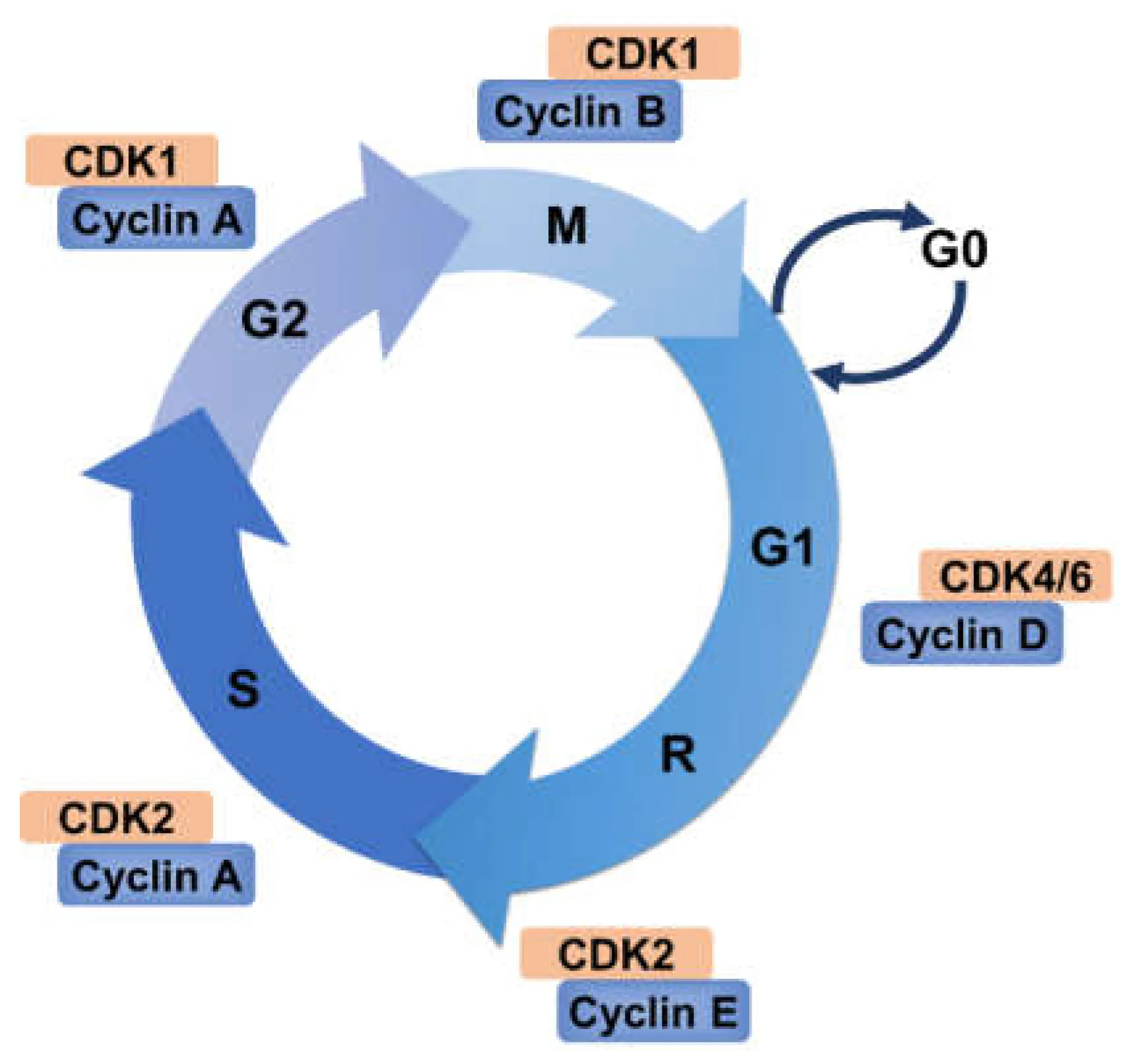 9.3 Cell Cycle Regulation 10th Grade Flashcard | Wayground