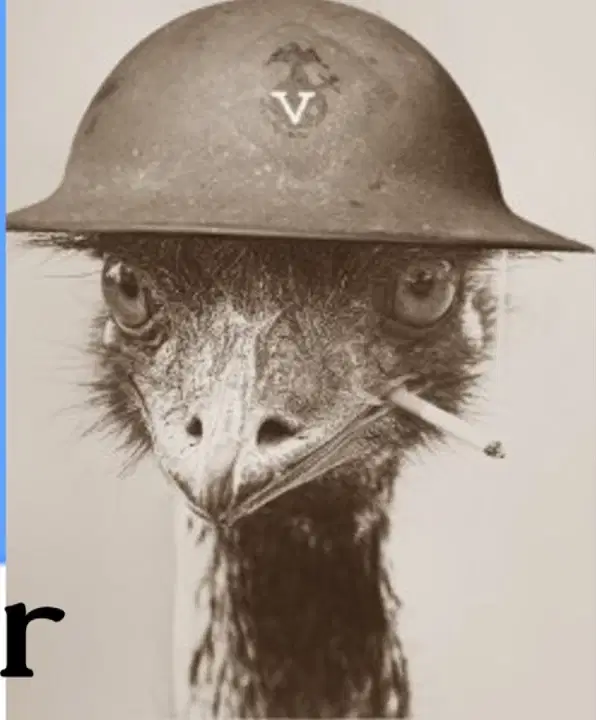 The Great Emu War 9th - 12th Grade Flashcard | Wayground